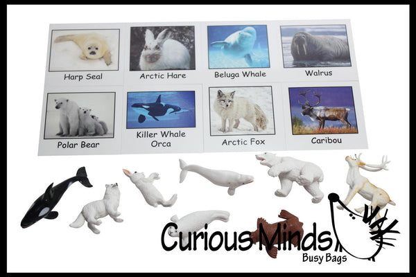 Animal Match - ARCTIC - Miniature Animals with Matching Cards - 2 Part ...