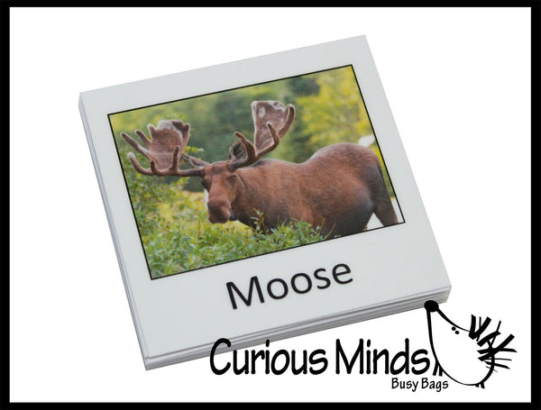 Animal Match - North American - Miniature Animals with Matching Cards ...