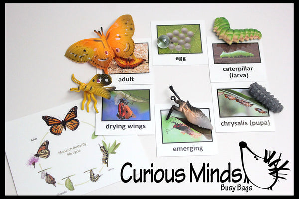 Butterfly (or Frog) Life Cycle Learning Set - Animal Figures with Matc ...