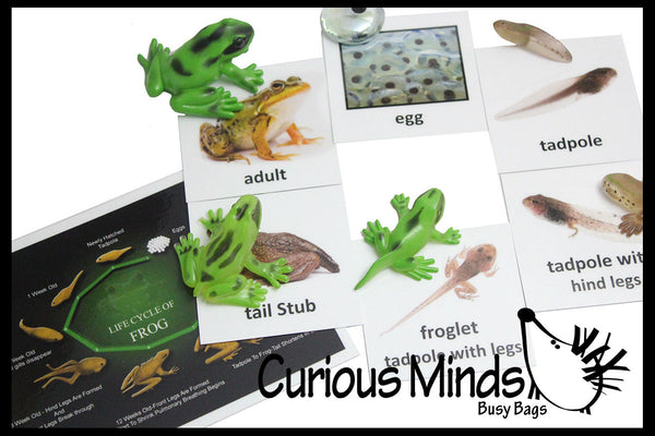 Butterfly (or Frog) Life Cycle Learning Set - Animal Figures with Matc ...
