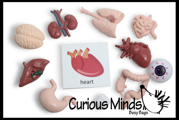 Montessori Human Organ Match - Miniature Body Organs with Matching Car ...