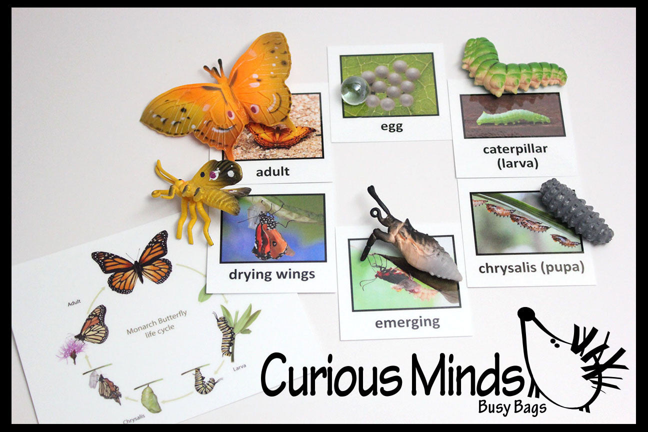 Frog (or Butterfly) Life Cycle Learning Set - Animal Figures with Matc ...